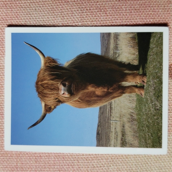 Office | M Highland Cow Sticker Western Farmhouse Decor Highland Cattle ...